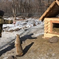 В Приморье двух краснокнижных лесных котят доставили в Центр ...